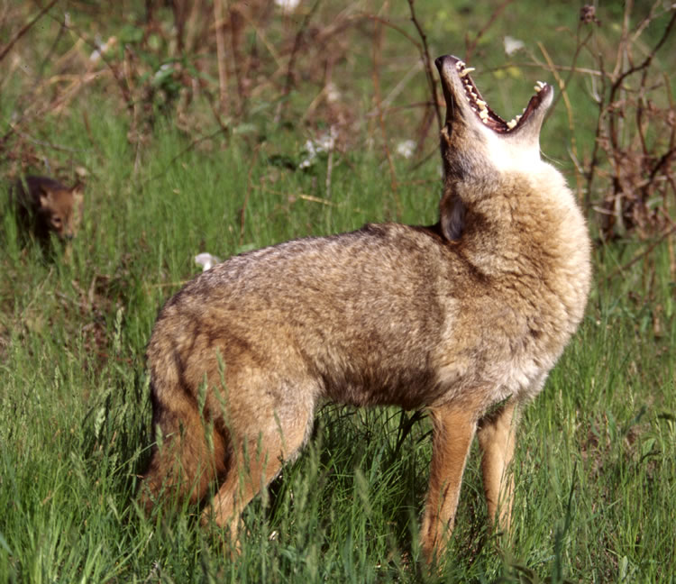 Coyote Population
