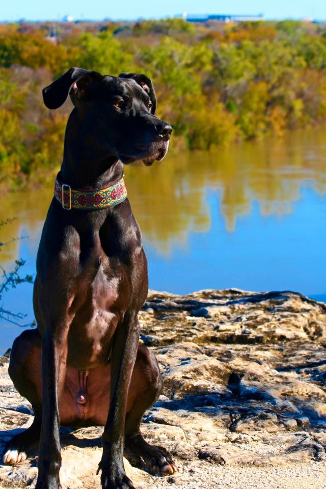 Great Dane