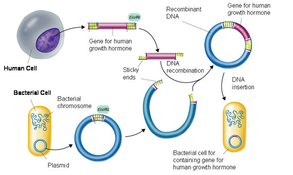 Gene Therapy and the HIV Virus