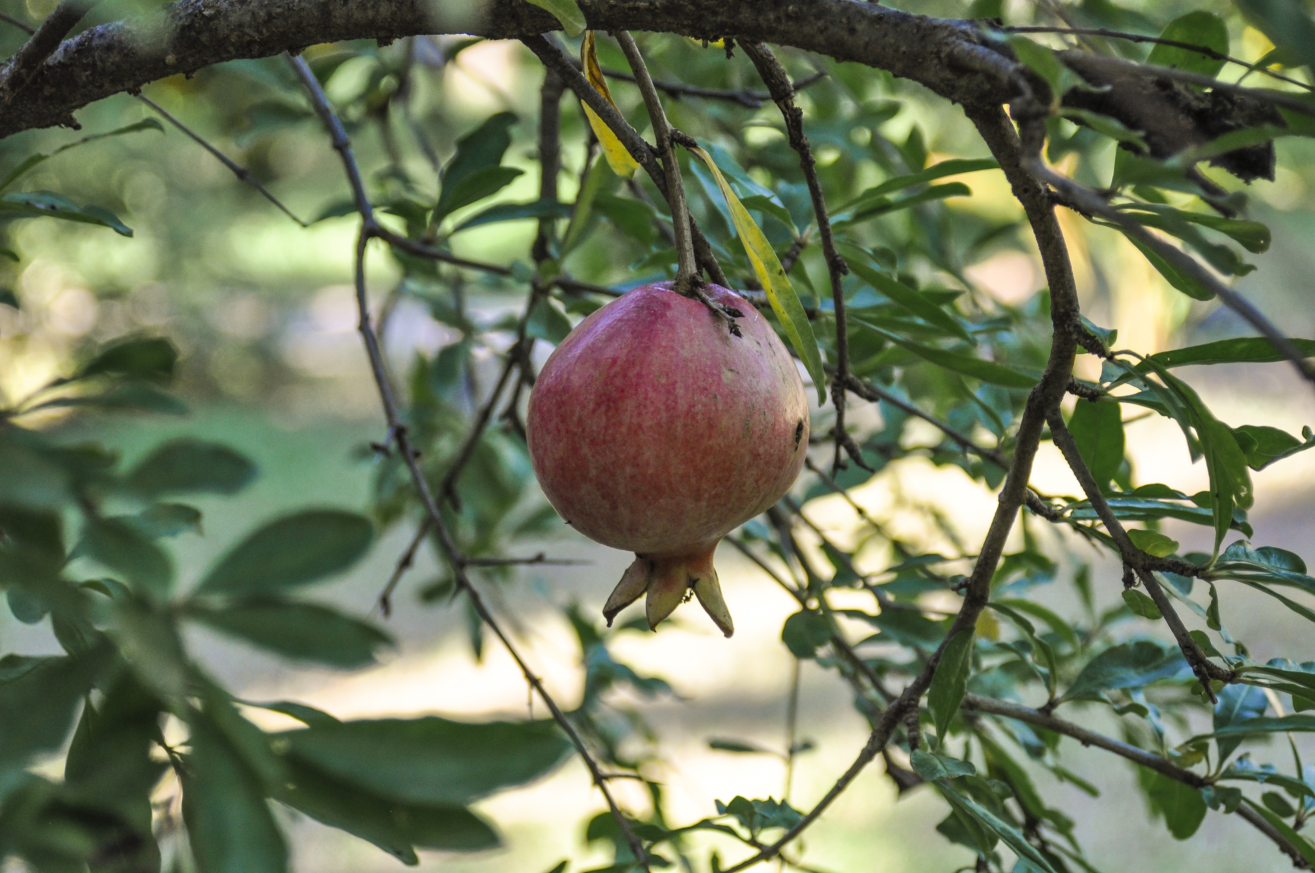The symbolism of the Pomegranate Tree