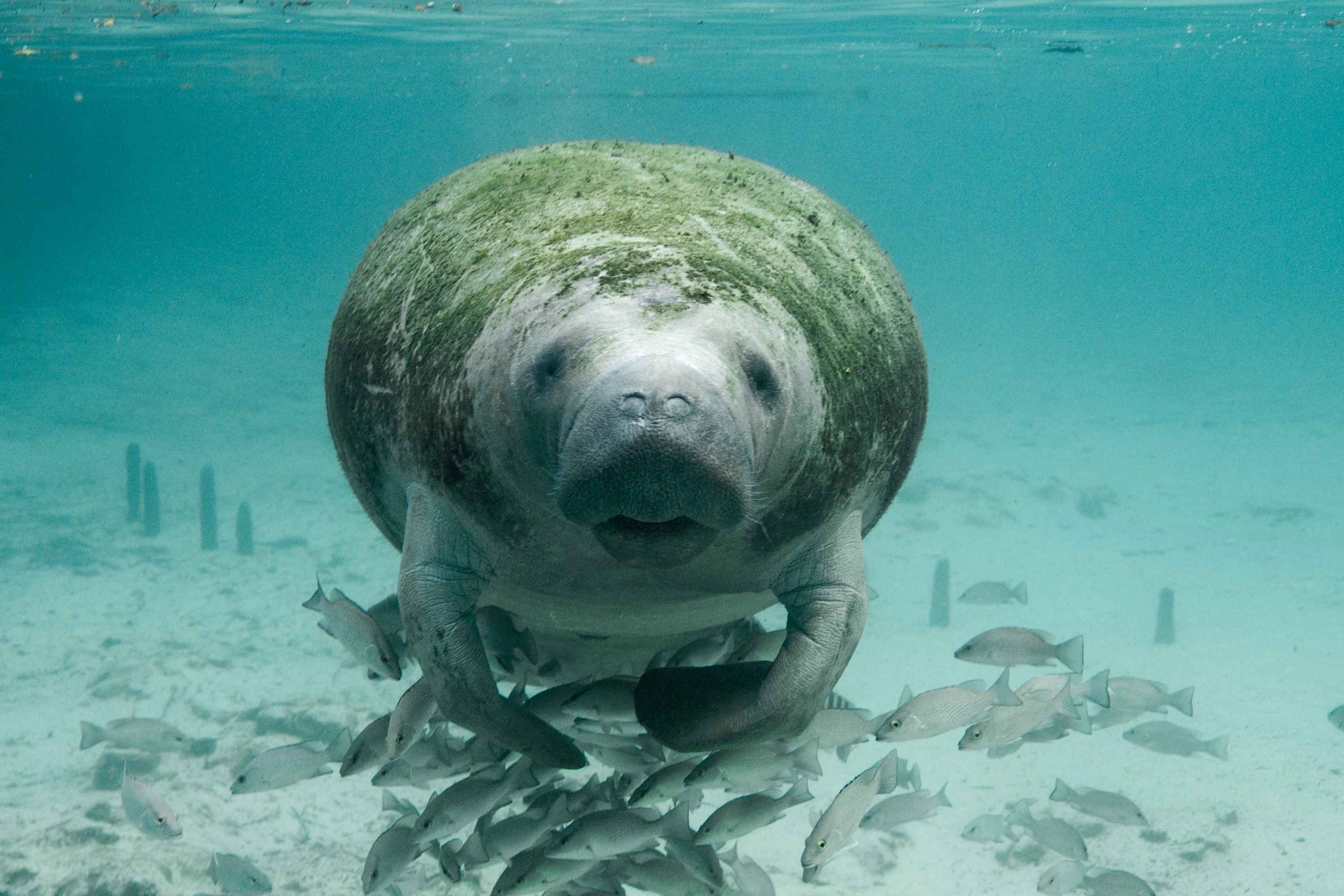 The Manatee
