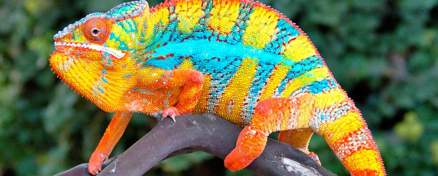 Colourful Reptiles