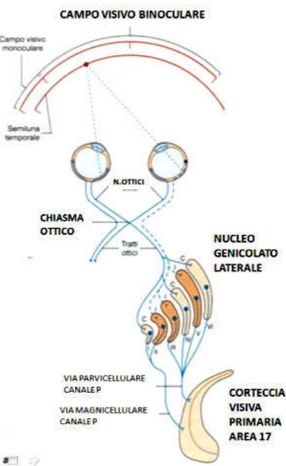 L’organo della vista