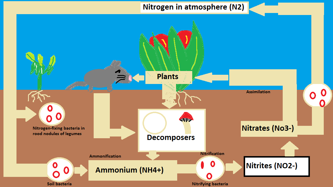 Biogeochemical Cycles