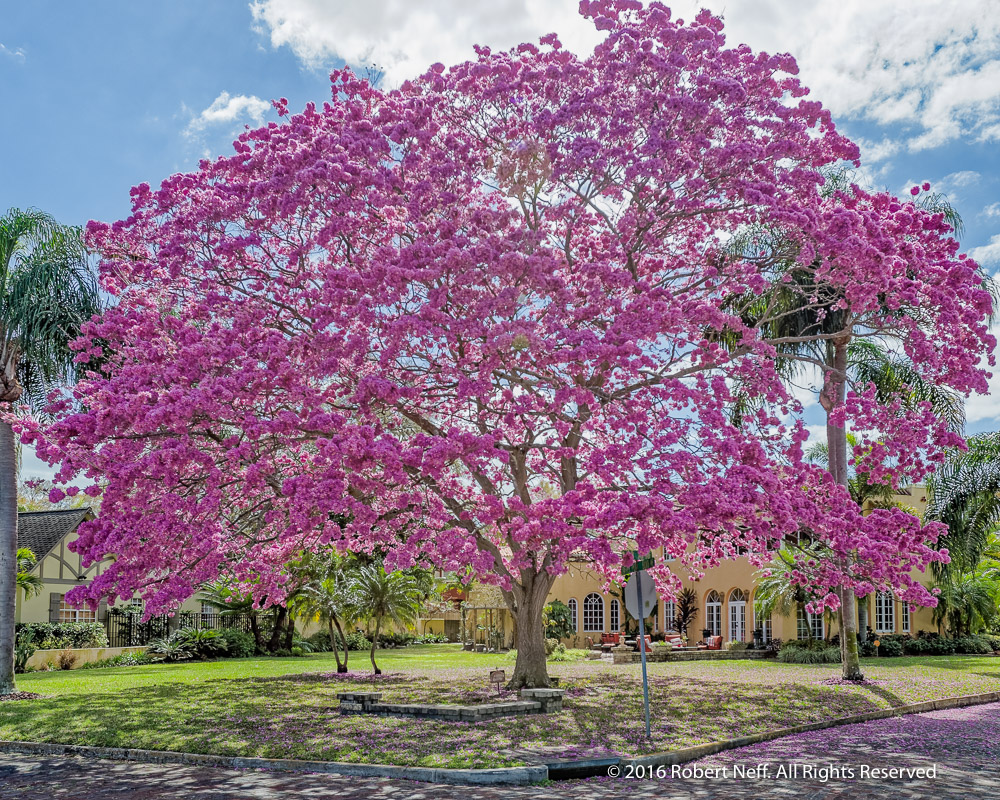 Pink Trumpet Tree Along Coffee Pot Bayou