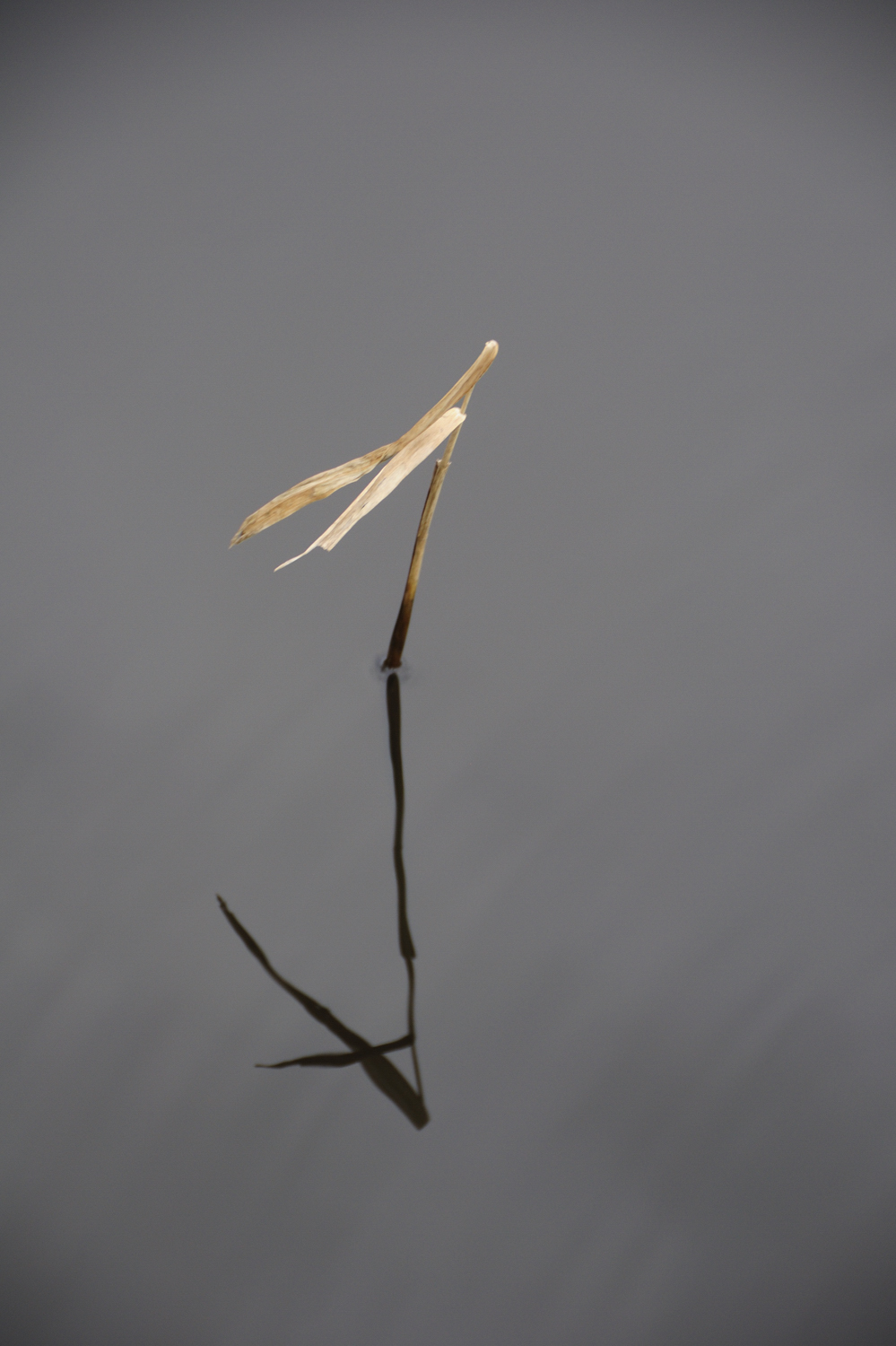 Elements and Principles of Design in Nature