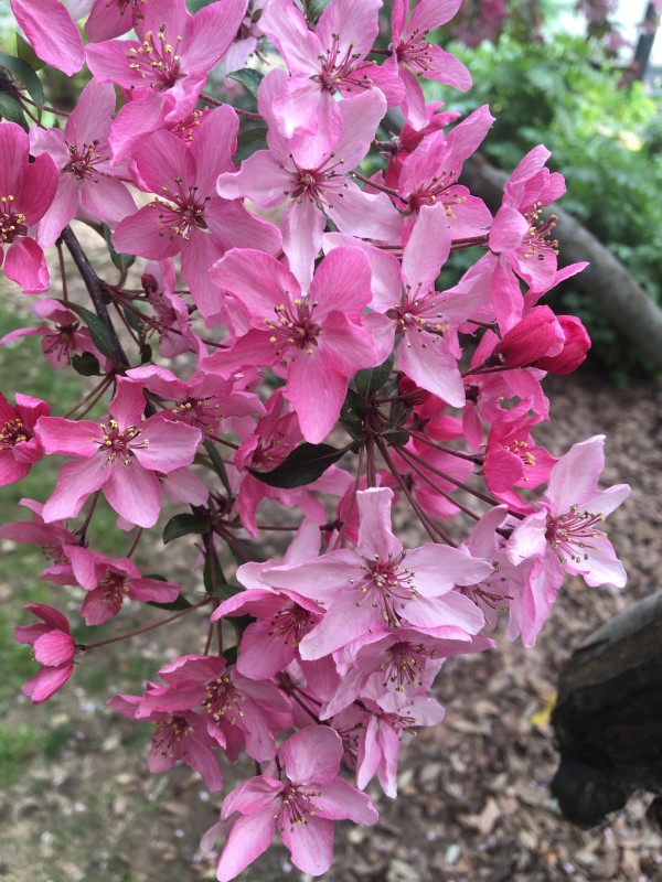 Sacramento State Arboretum