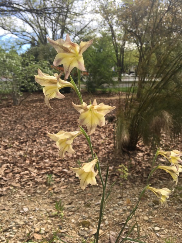 Sacramento State Arboretum