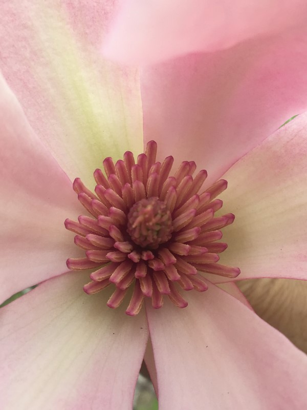 Sacramento State Arboretum