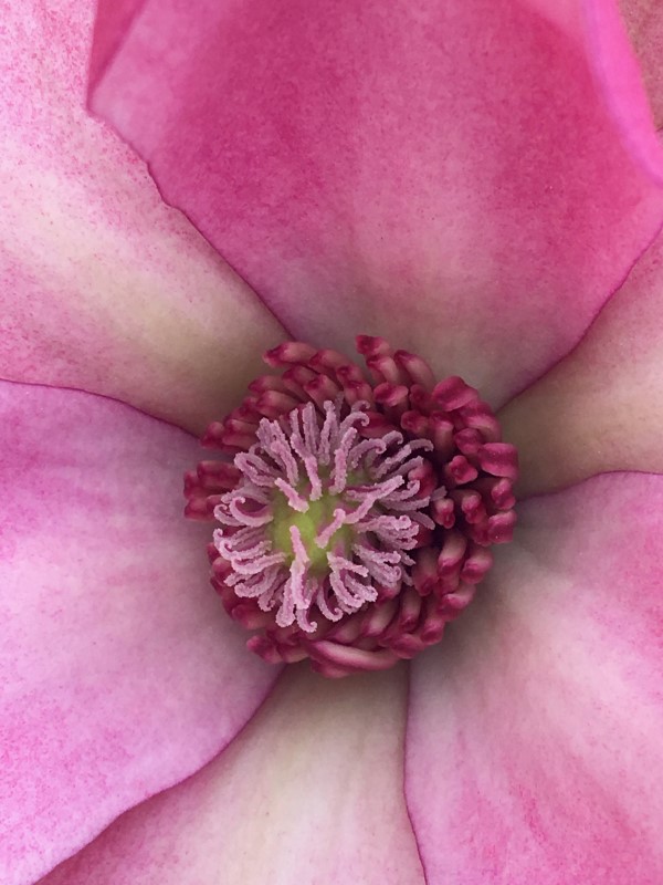 Sacramento State Arboretum