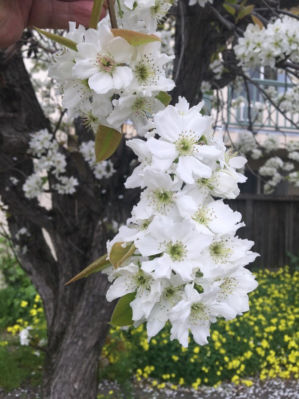 Sacramento State Arboretum