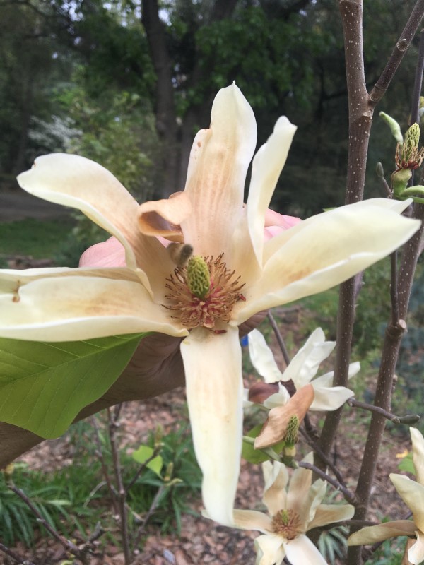 Sacramento State Arboretum