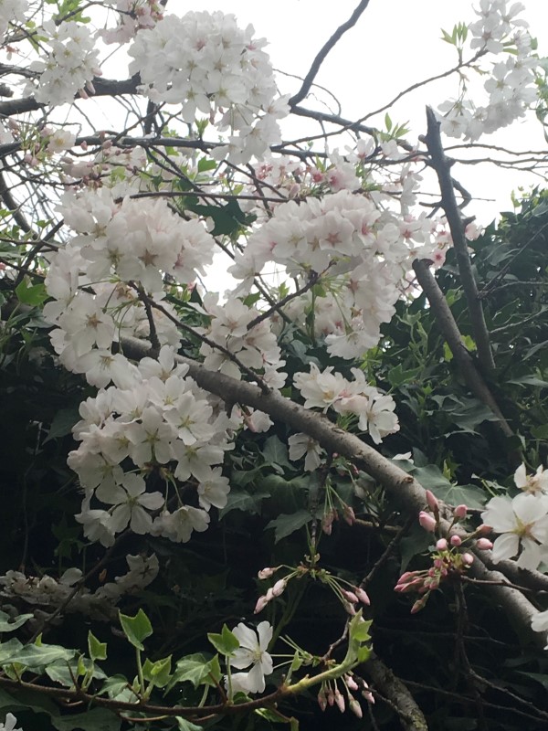 Sacramento State Arboretum