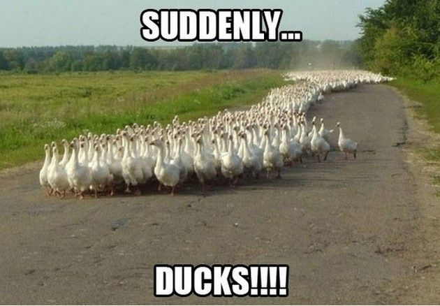 The day ducks rule the world