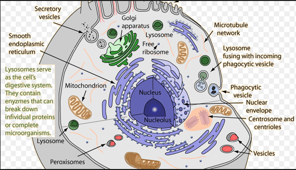 cell analogy park