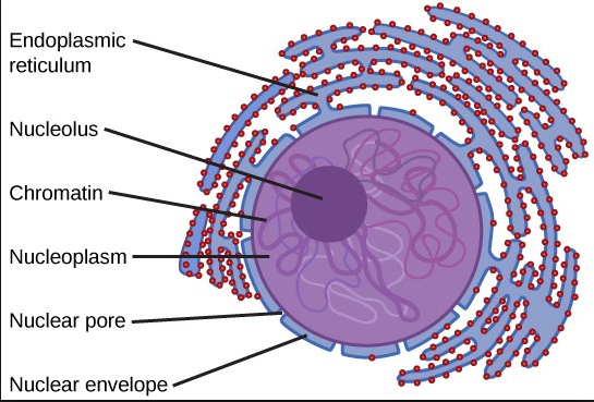 Baseball cell analogy