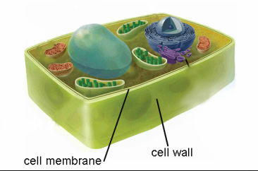 cell analogy park