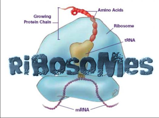 Baseball cell analogy