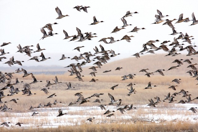 Duck migration patterns
