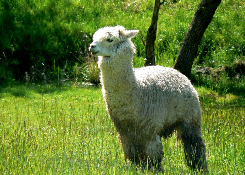 Alpacas
