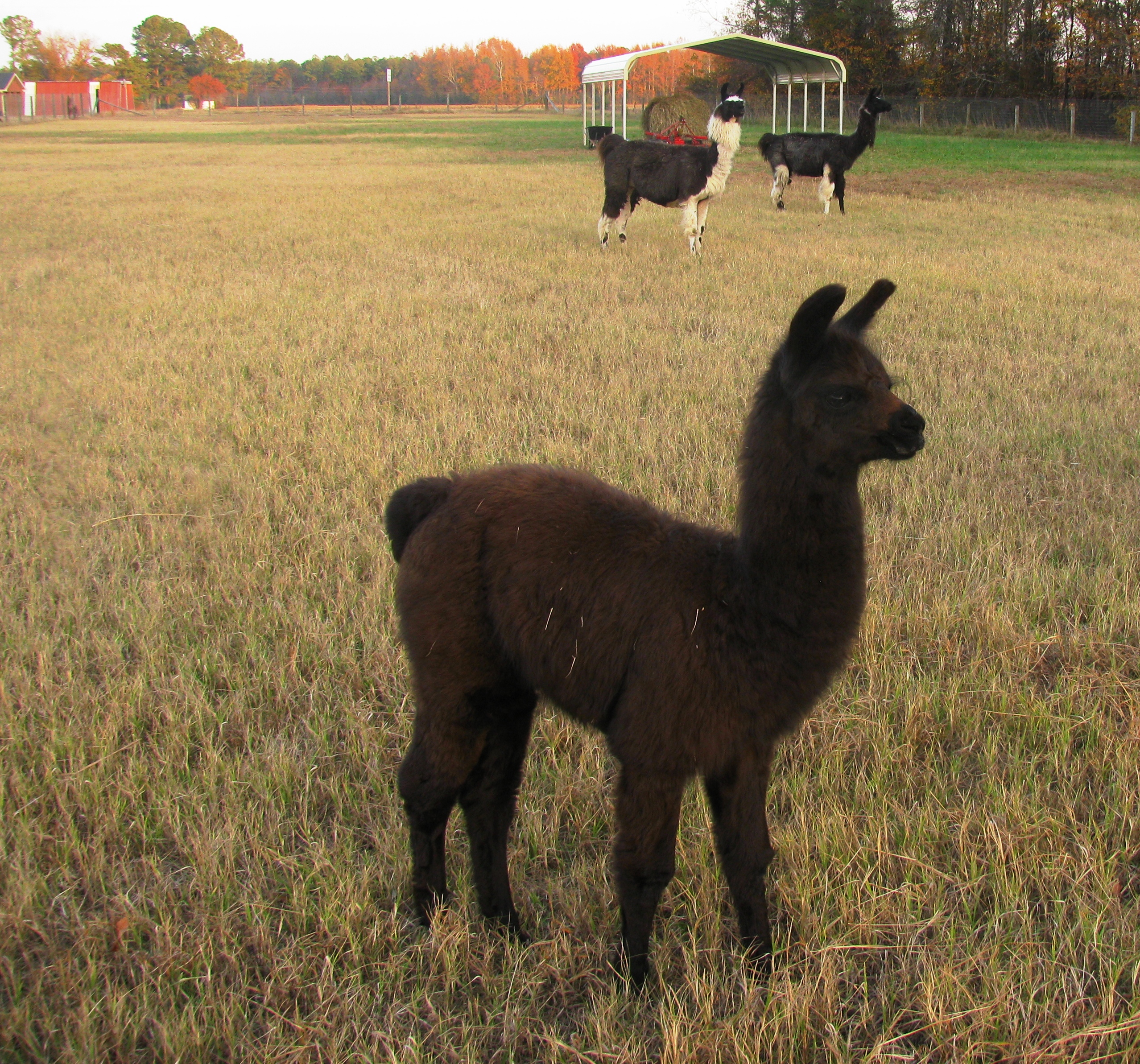 Alpacas