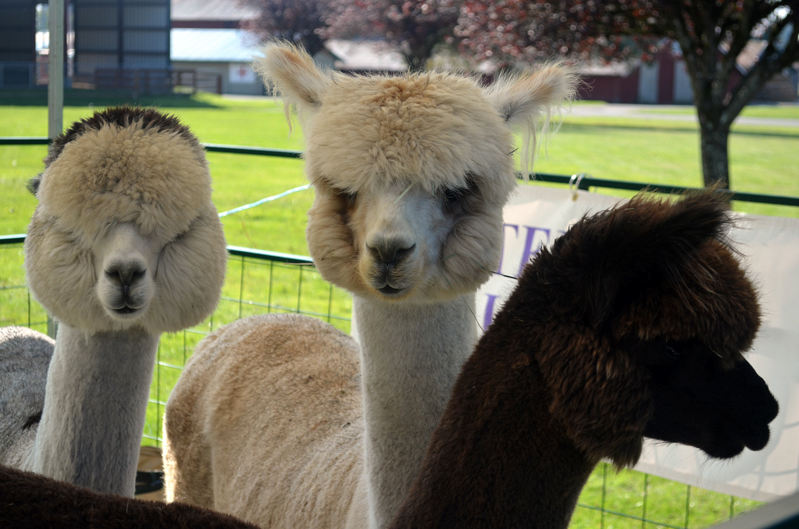 Alpacas