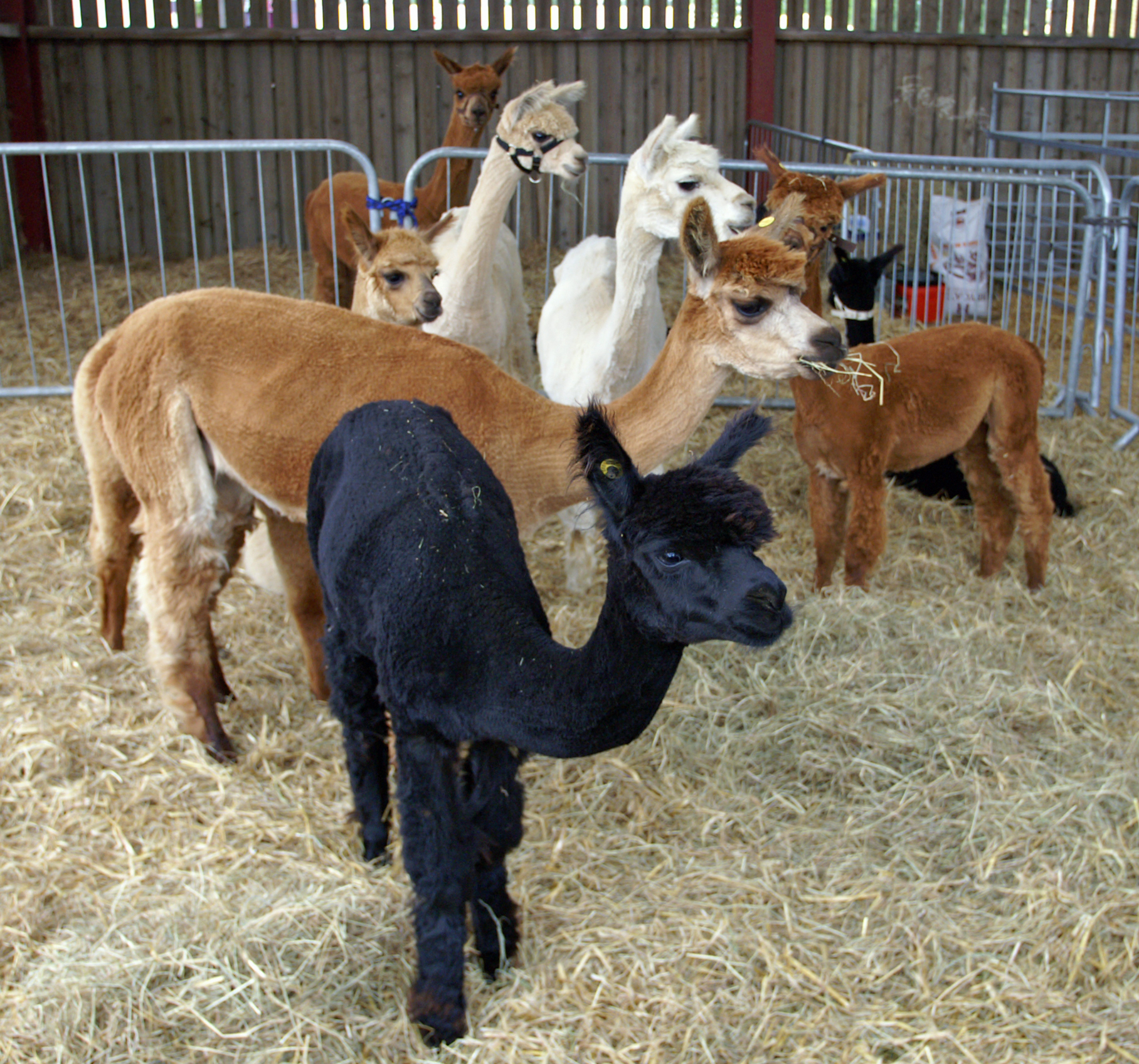 Alpacas