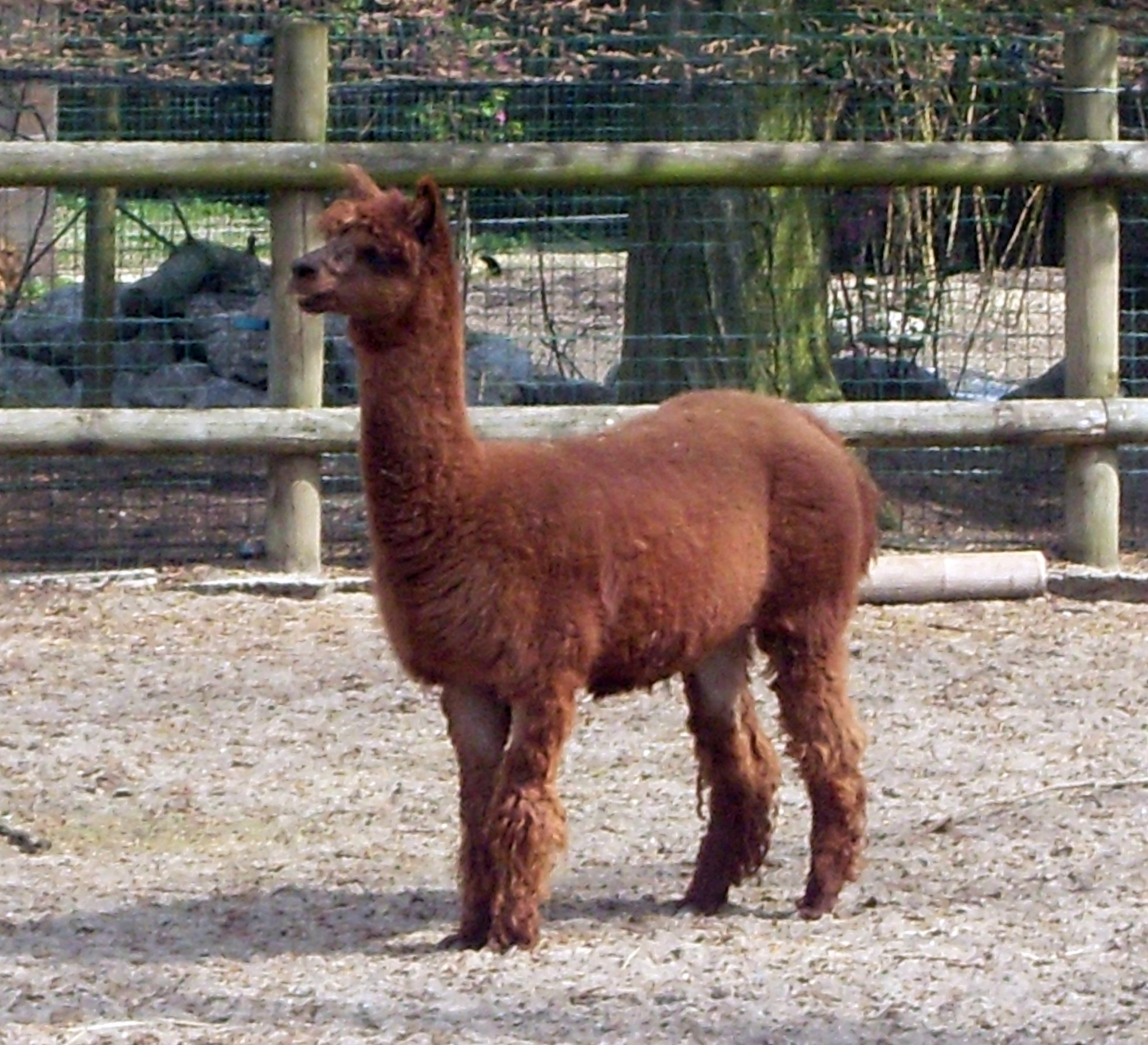 Alpacas