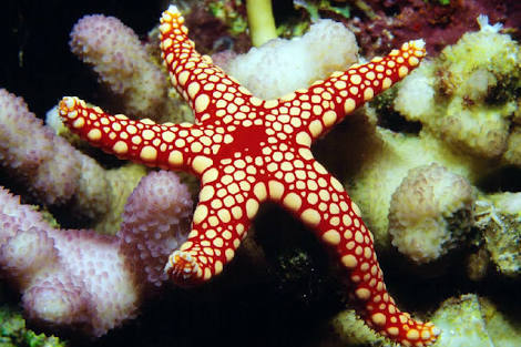 Qual a influência da água nos seres vivos?