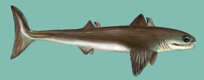 Evolution of sharks