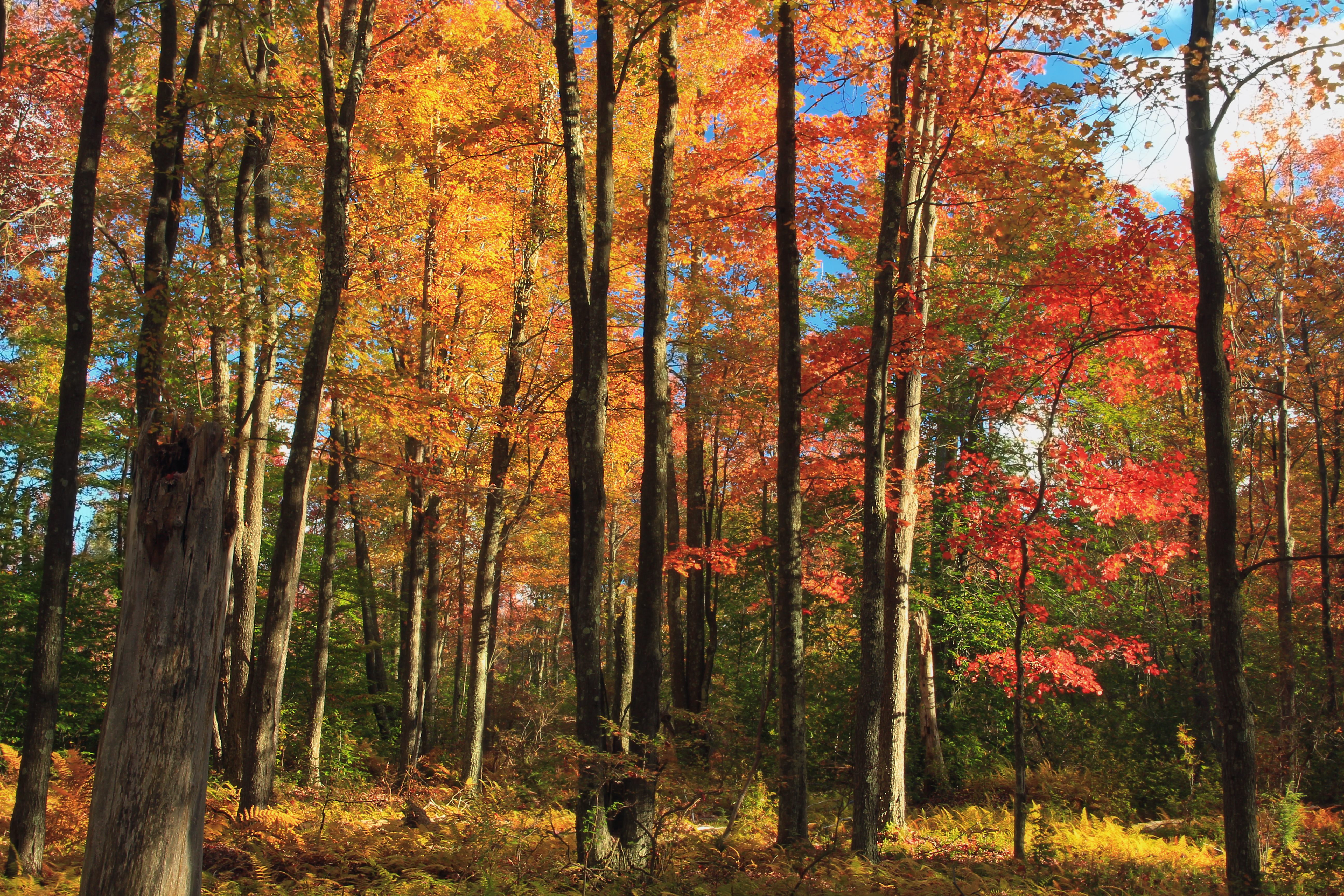 Temperate Deciduous Forest