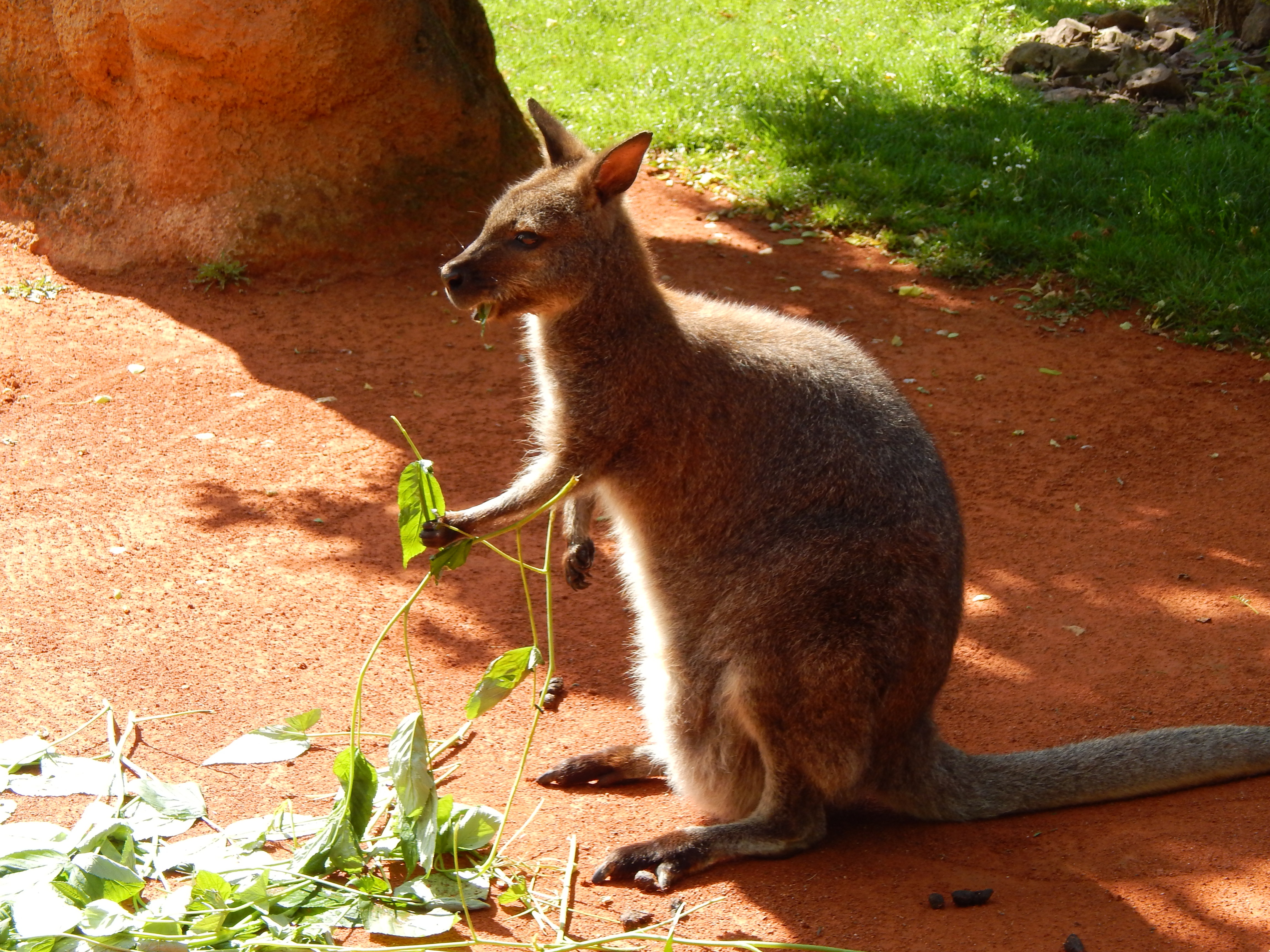 Kangaroo