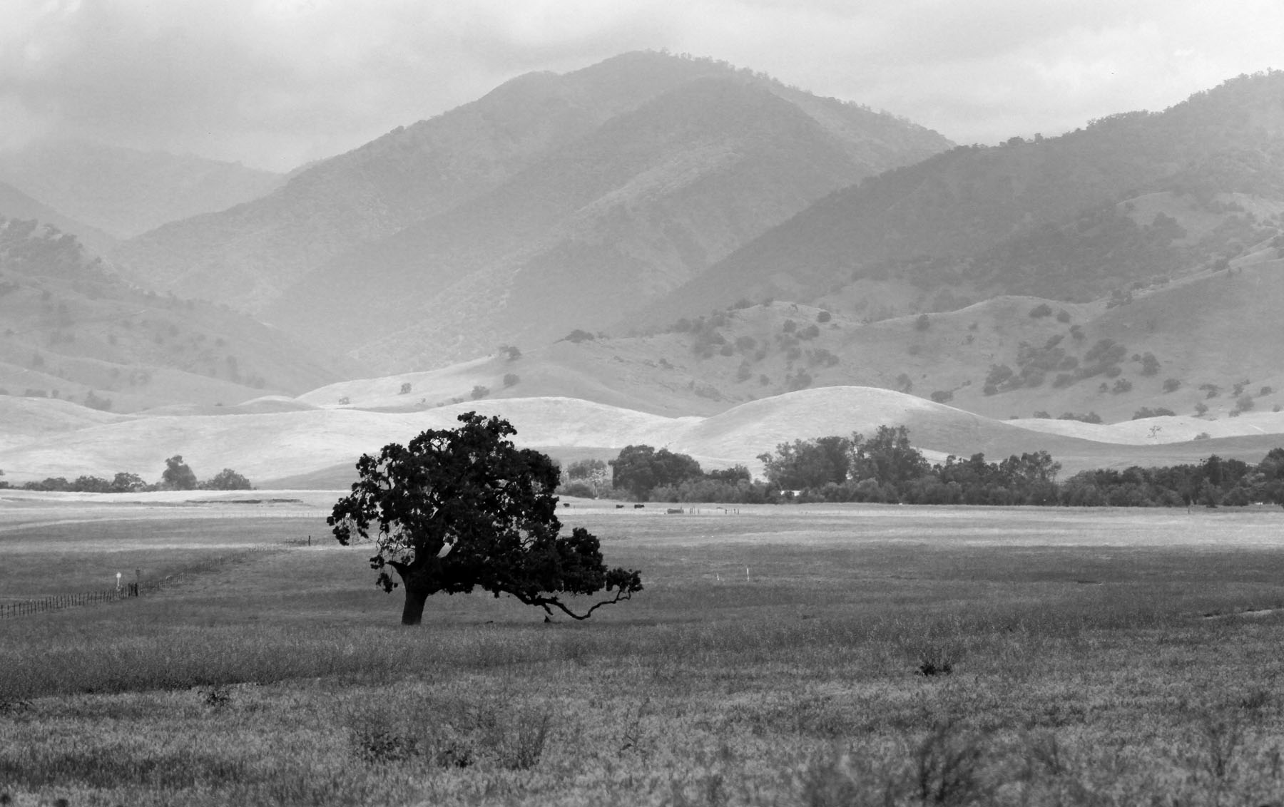 Tejon Ranch conservancy