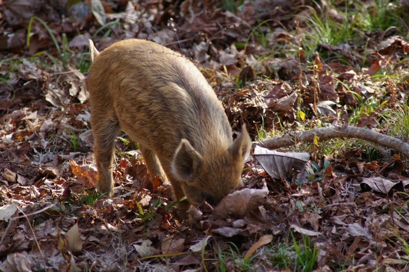 Ohio Invasive Species Public Service Announcement
