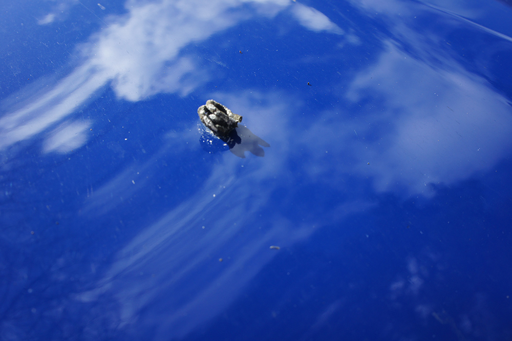 How to safely remove bird poo