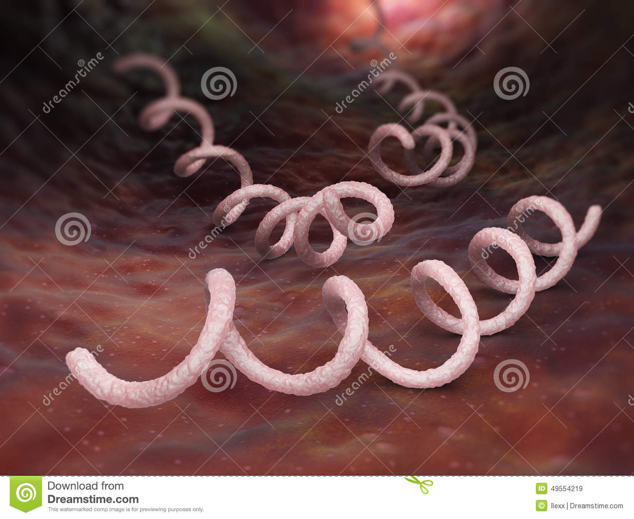 Le forme dei batteri