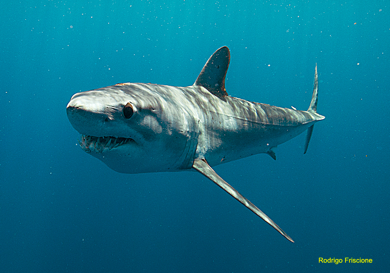 Mako Shark