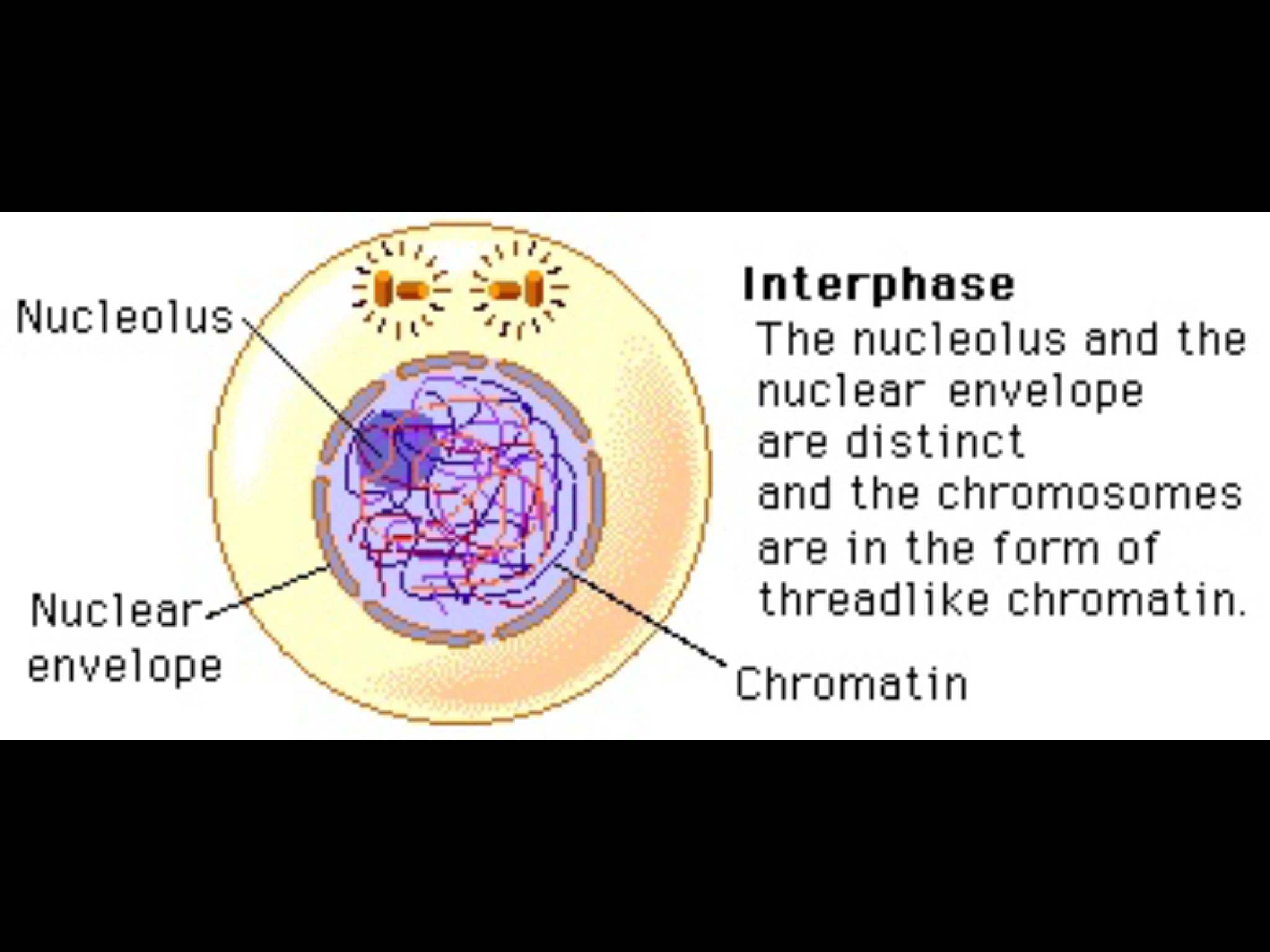 Chapter 11: How Cells Reproduce