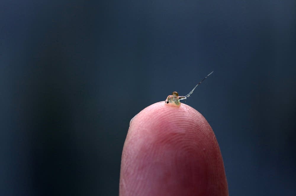 Bythotrephes longimanus