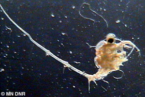 Bythotrephes longimanus