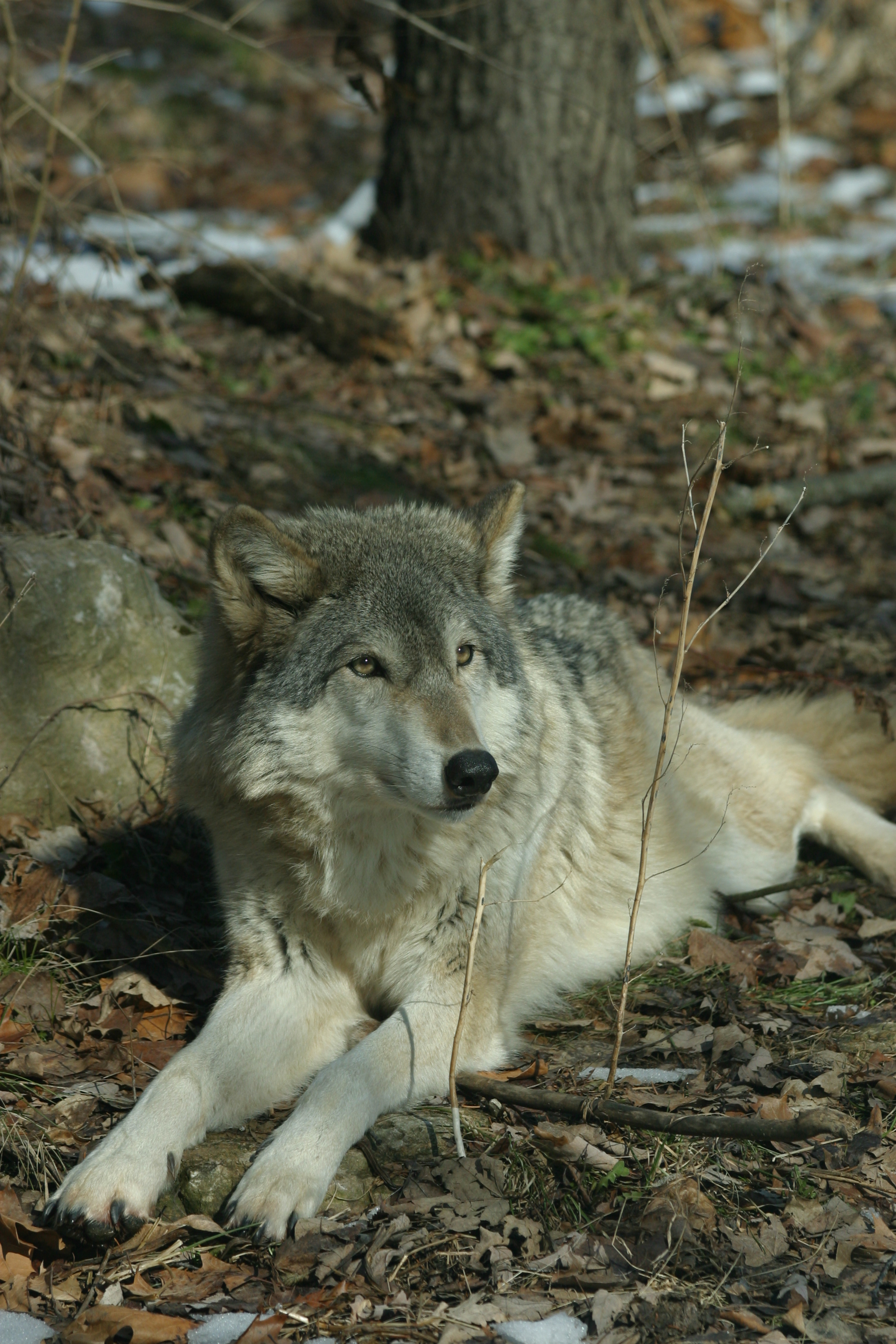 Timber wolves