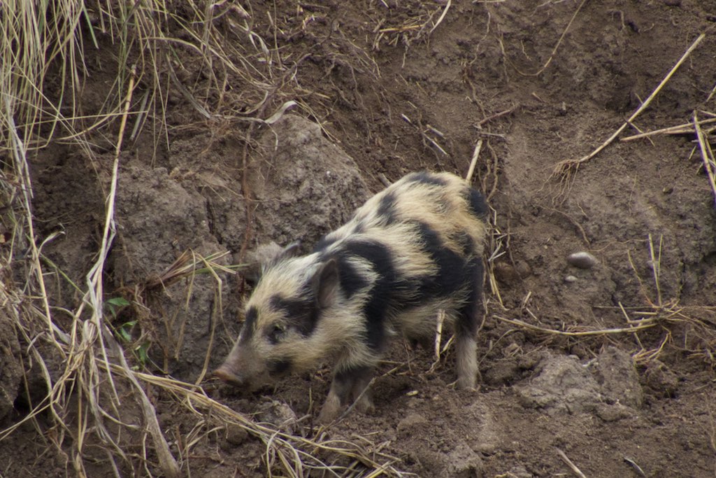 Ohio Invasive Species Public Service Announcement