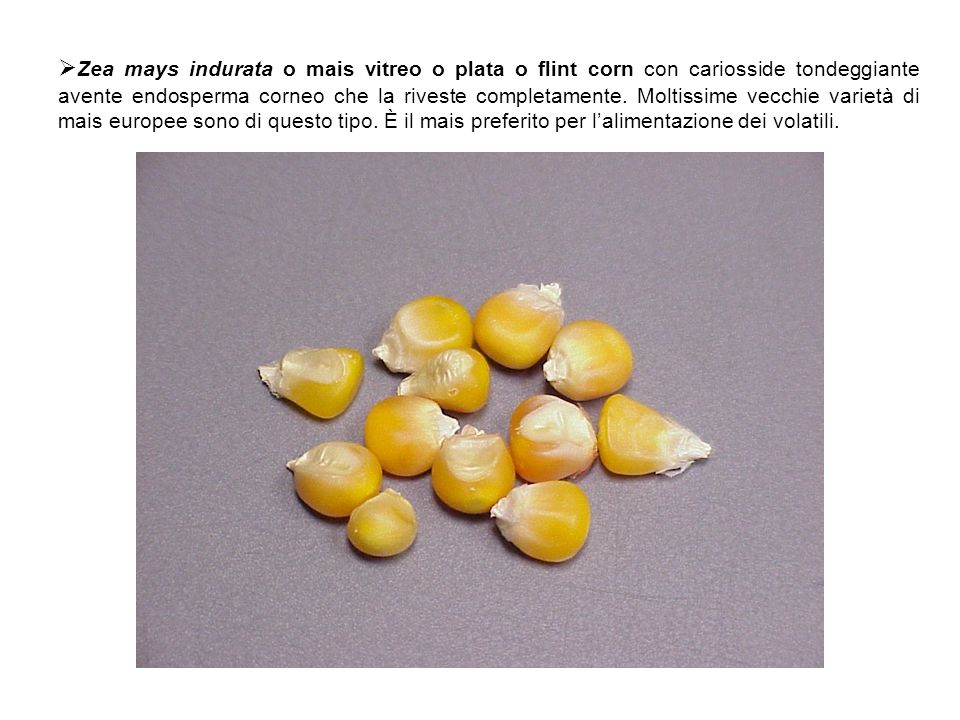 RICONOSCIMENTO CARIOSSIDI CEREALI