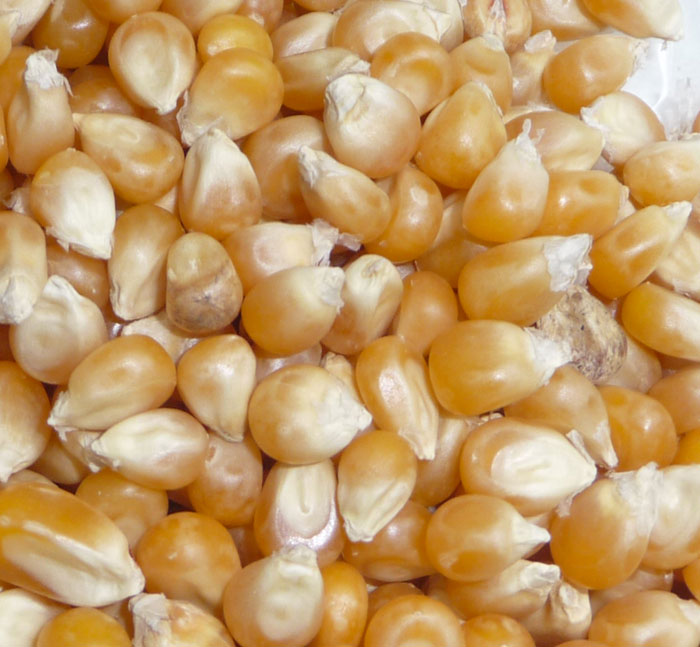 RICONOSCIMENTO CARIOSSIDI CEREALI