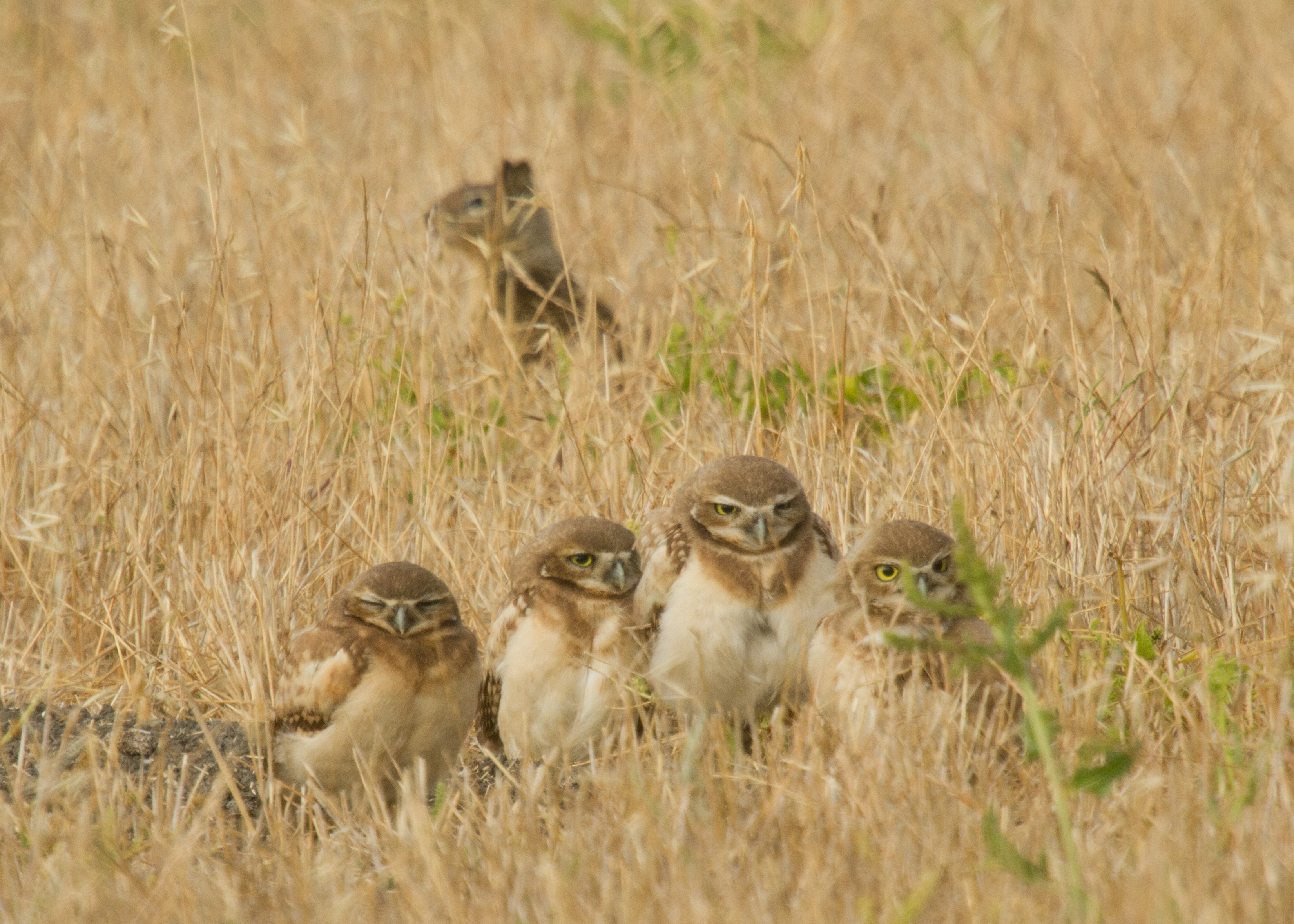 Burrowing Owl