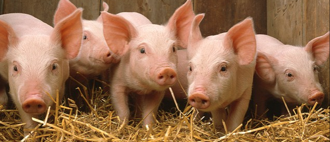 Pork Production: Farrow to Feeder