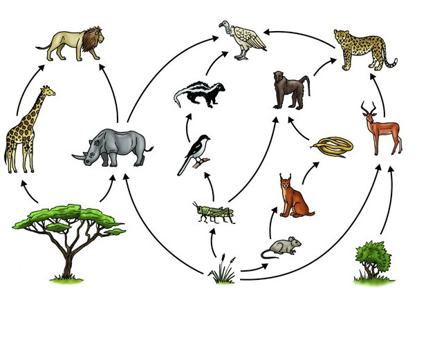 Ecosystem in Danger Borneo Forest