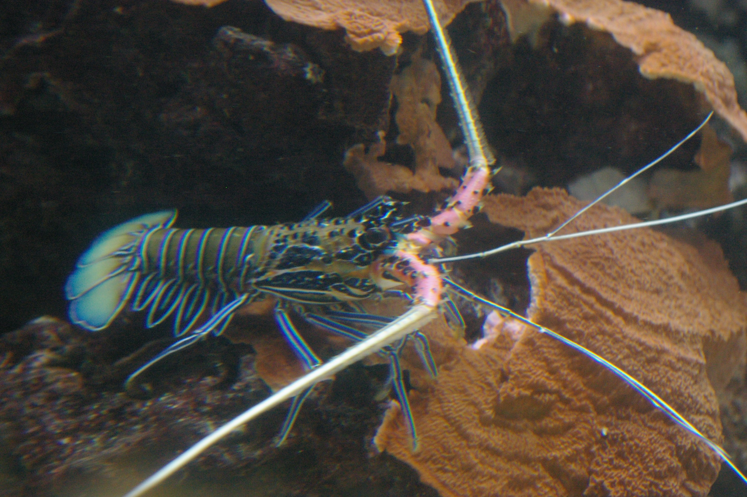 Lobsters