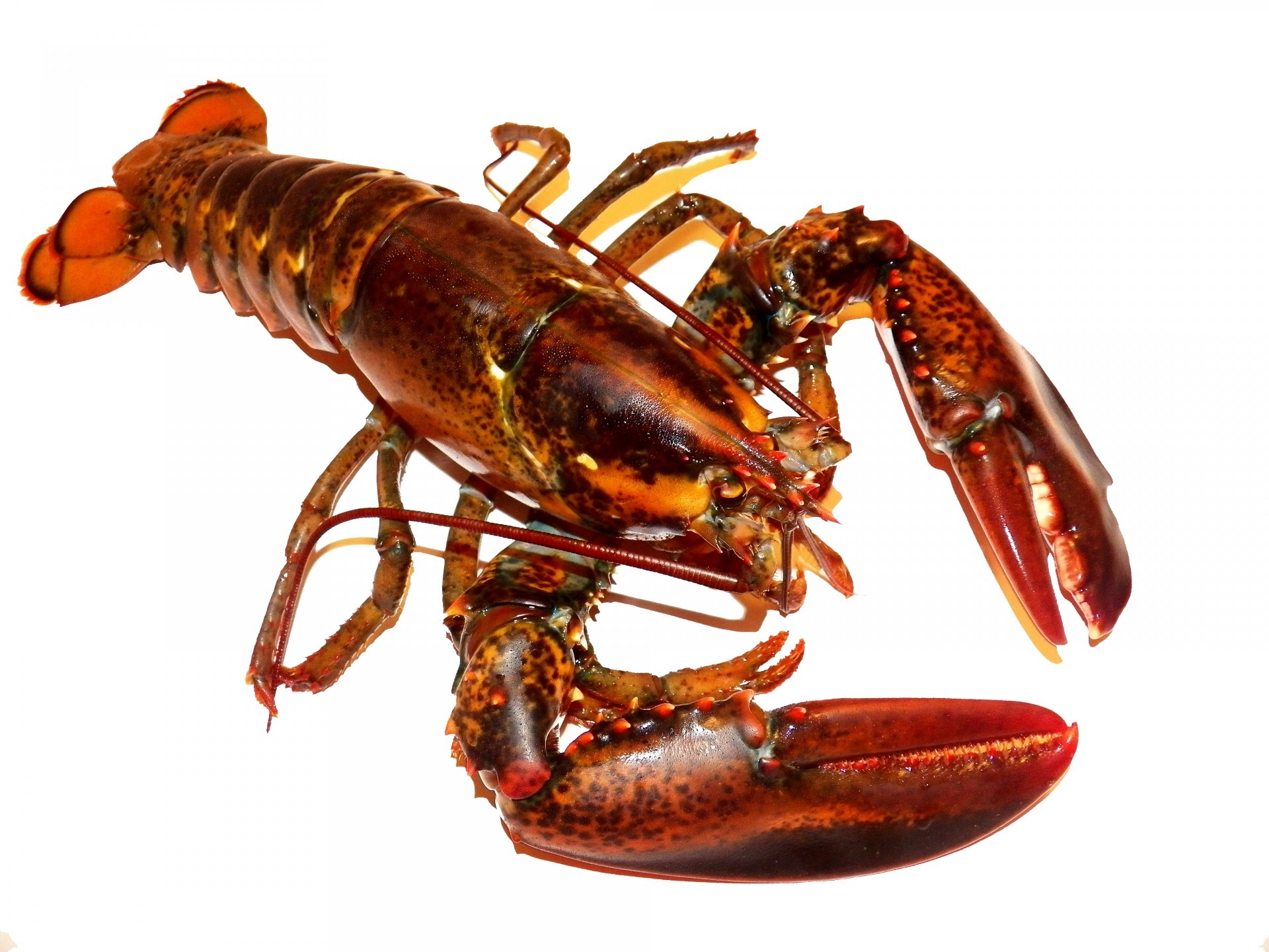 Lobsters