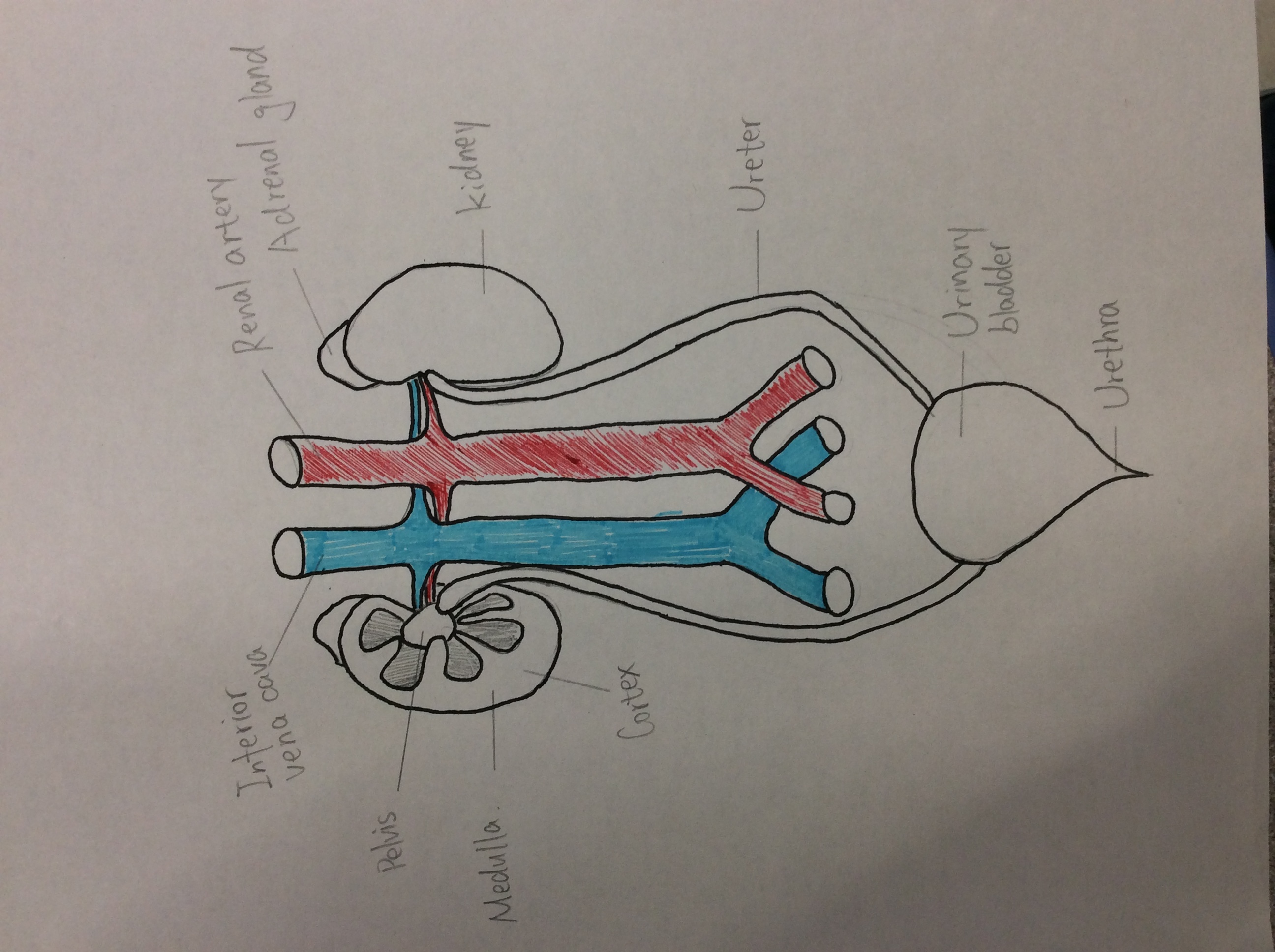Neo-Cetacean Excretory System
